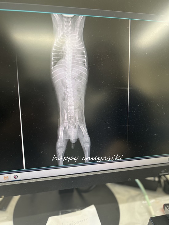 ショックでした／新入生も | 一般社団法人ハッピー犬屋敷